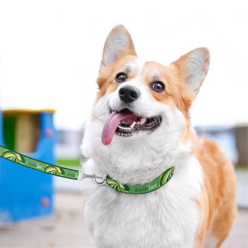 Full Color Dog Collars | Pet Supplies